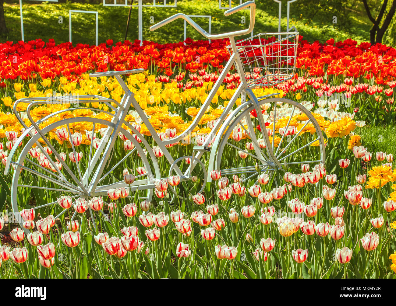 Spring flowers on bicycle hi-res stock photography and images - Alamy