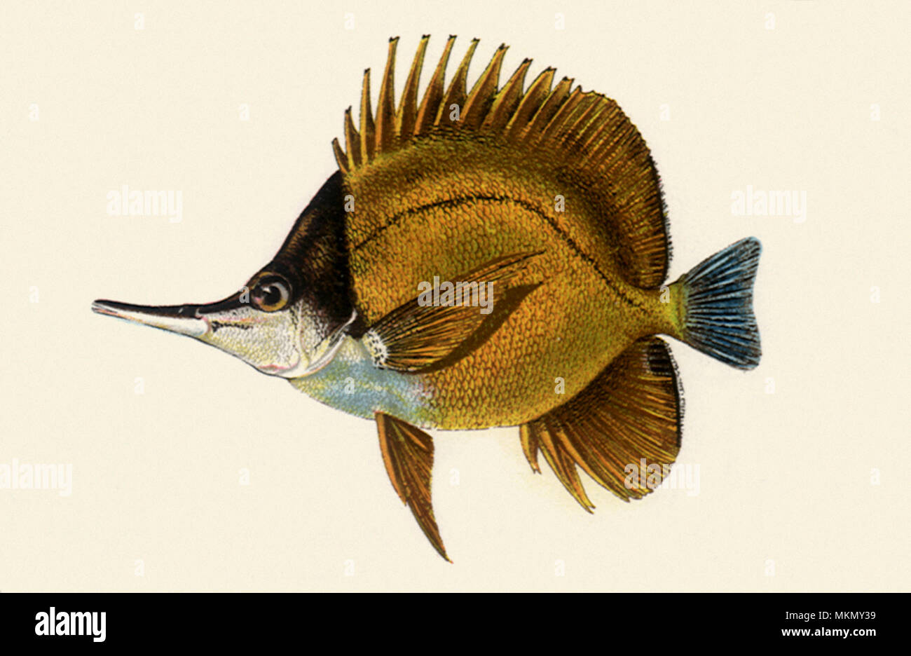 Kikakapu hi-res stock photography and images - Alamy