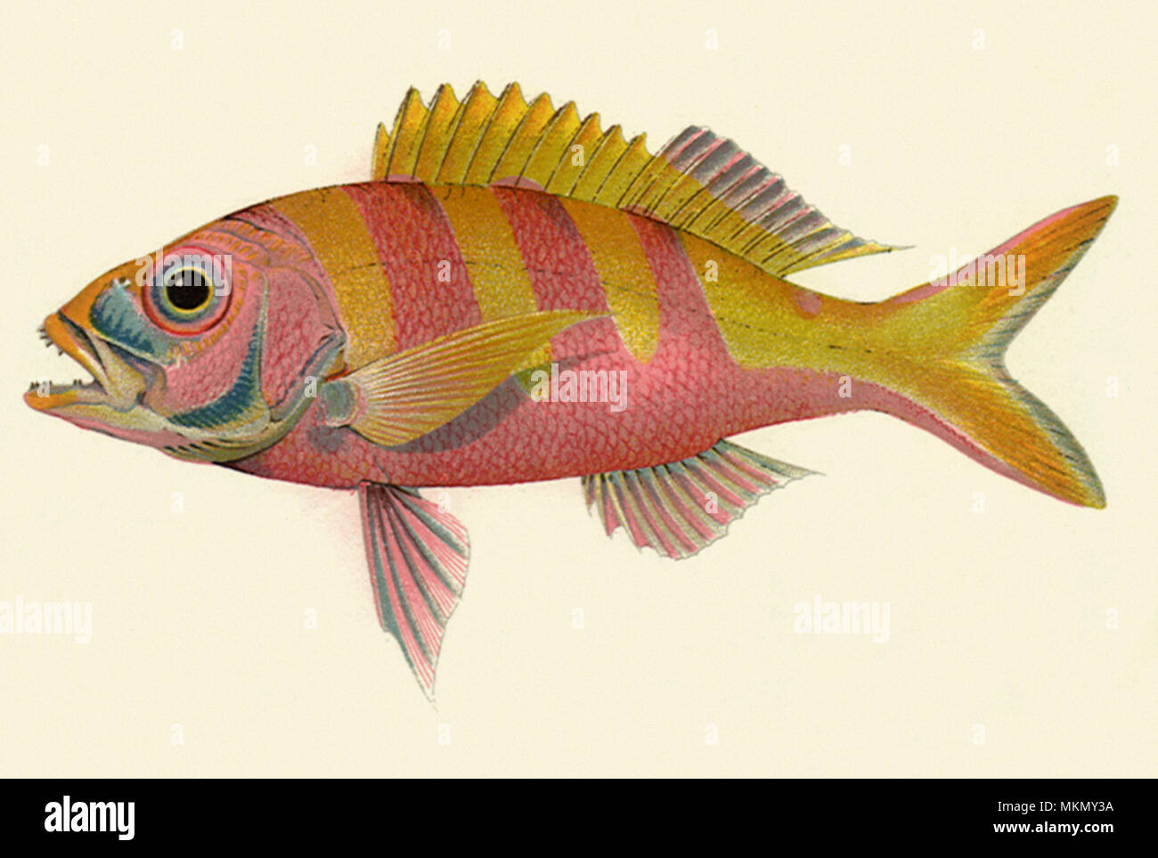 Hawaiian creatures hi-res stock photography and images - Alamy