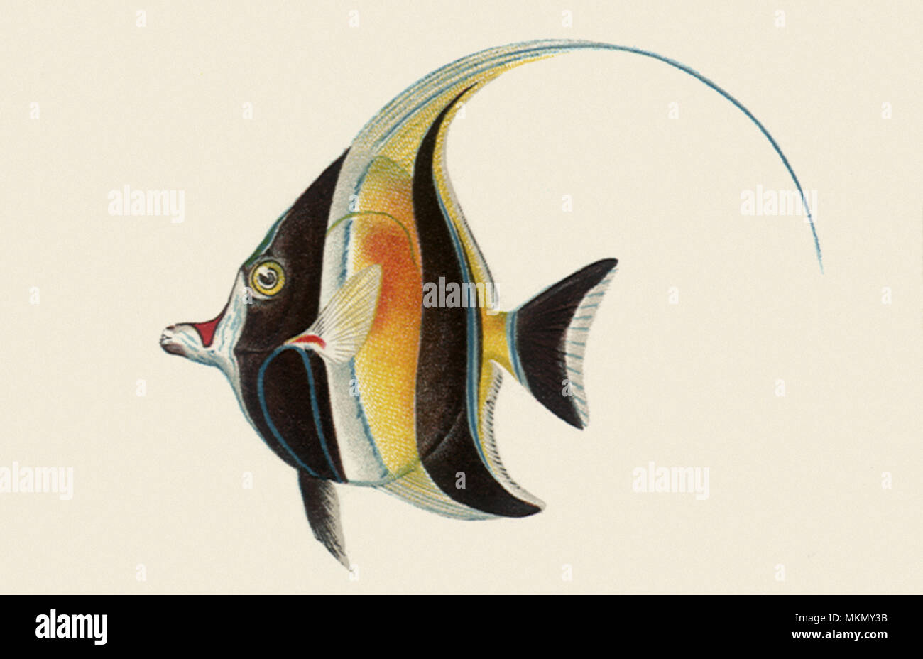 Kihikihi hi-res stock photography and images - Alamy