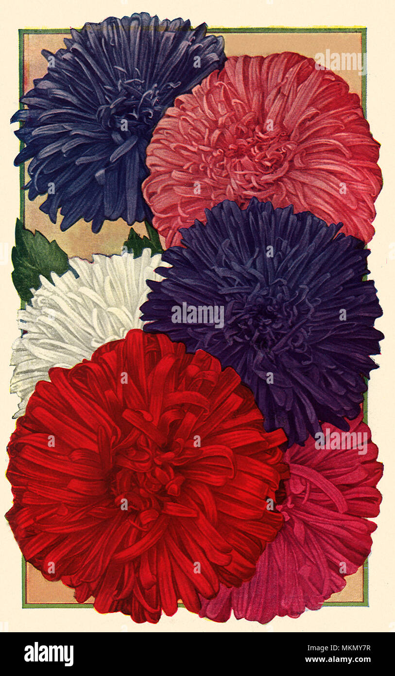 Giant blooms hi-res stock photography and images - Alamy