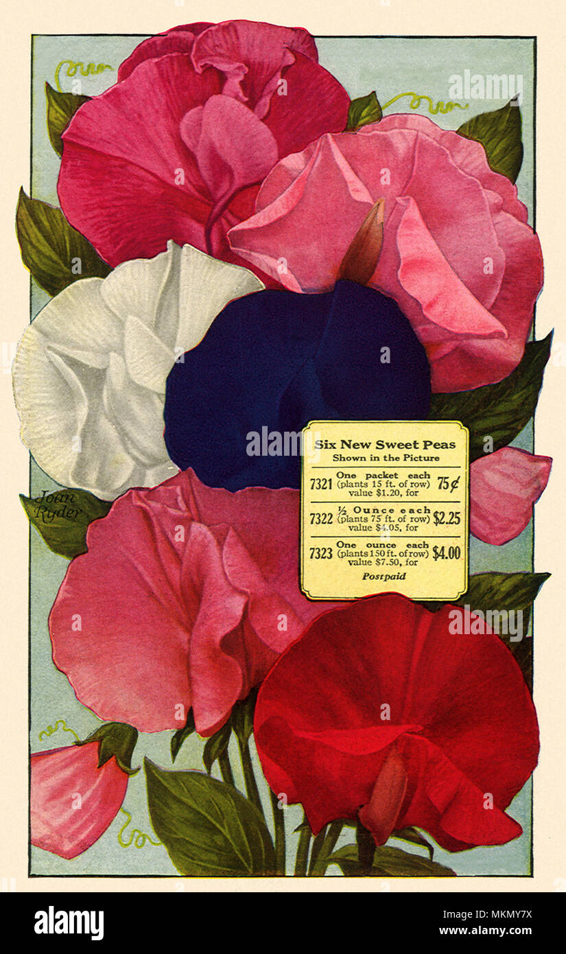 Sweet peas vintage hi-res stock photography and images - Alamy