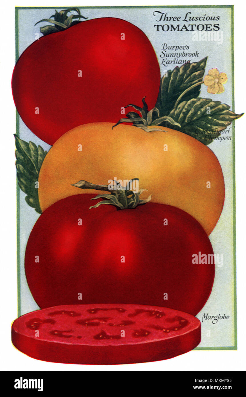 Packet of tomatoes tomato tomatoe hi-res stock photography and images ...