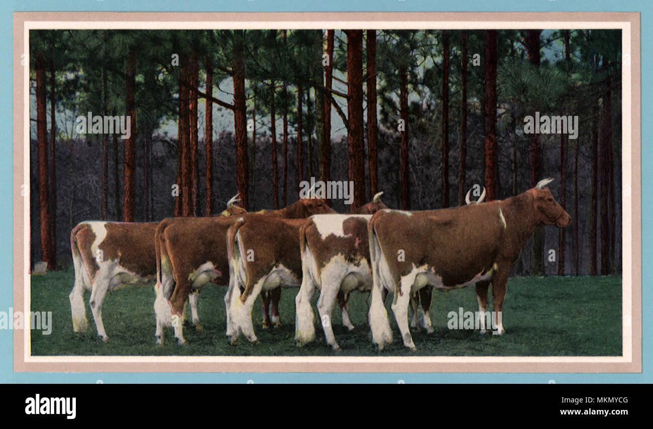 Line of cows hi-res stock photography and images - Alamy