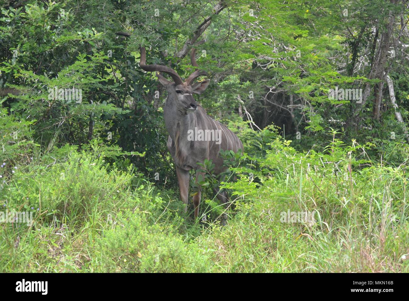 African kudu hi-res stock photography and images - Alamy