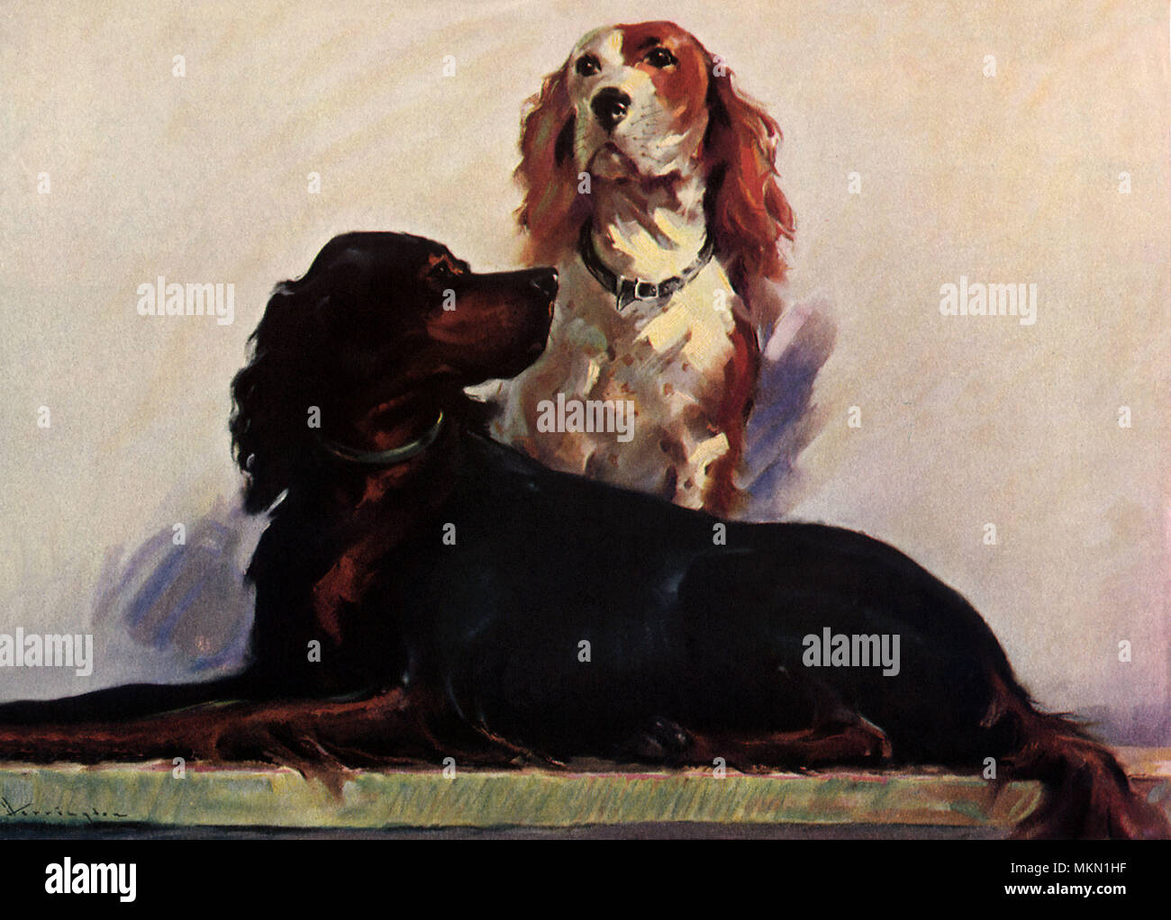 Two dogs stands hi-res stock photography and images - Alamy