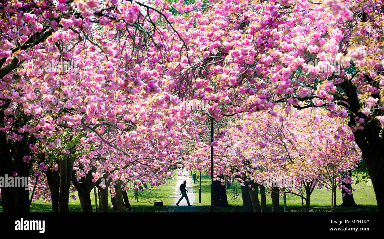 A man walks along a path lined with cherry blossoms in Harrogate ...