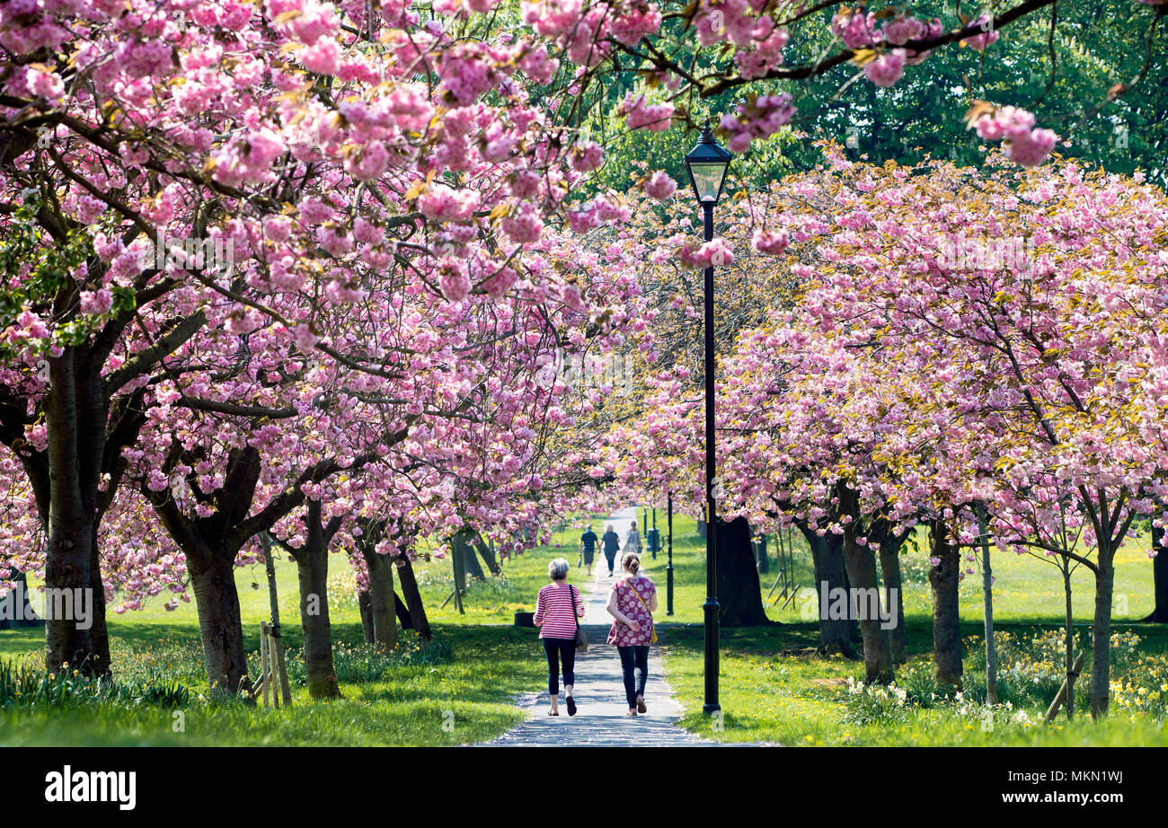 People walk along a path lined with cherry blossoms in Harrogate ...