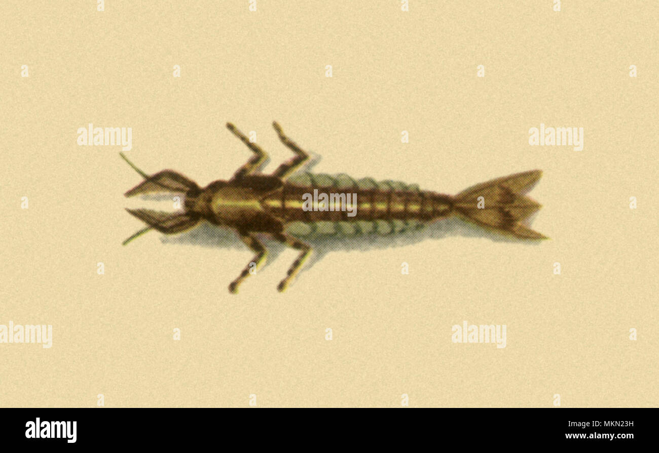 Nymph stage of development hi-res stock photography and images - Alamy