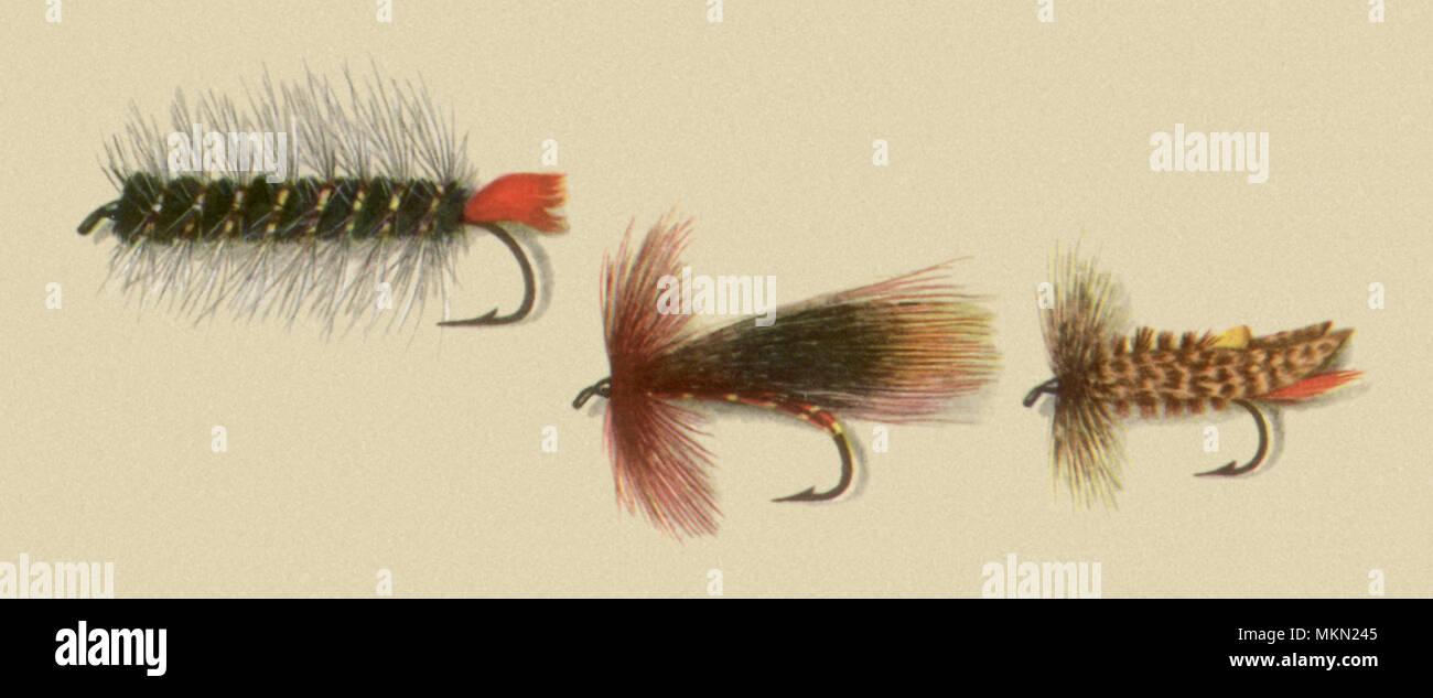 Western American Flies Stock Photo - Alamy
