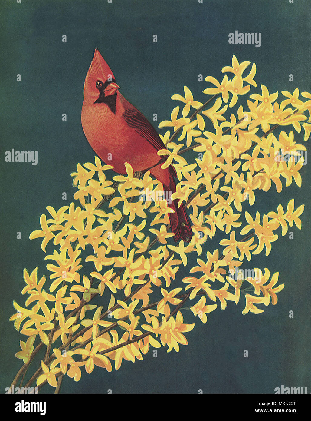 Small cardinal hi-res stock photography and images - Alamy