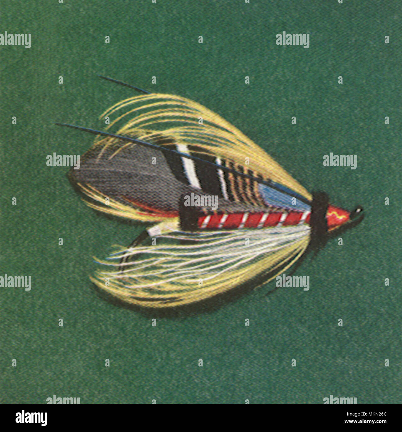 Salmon illustration swim hi-res stock photography and images - Alamy