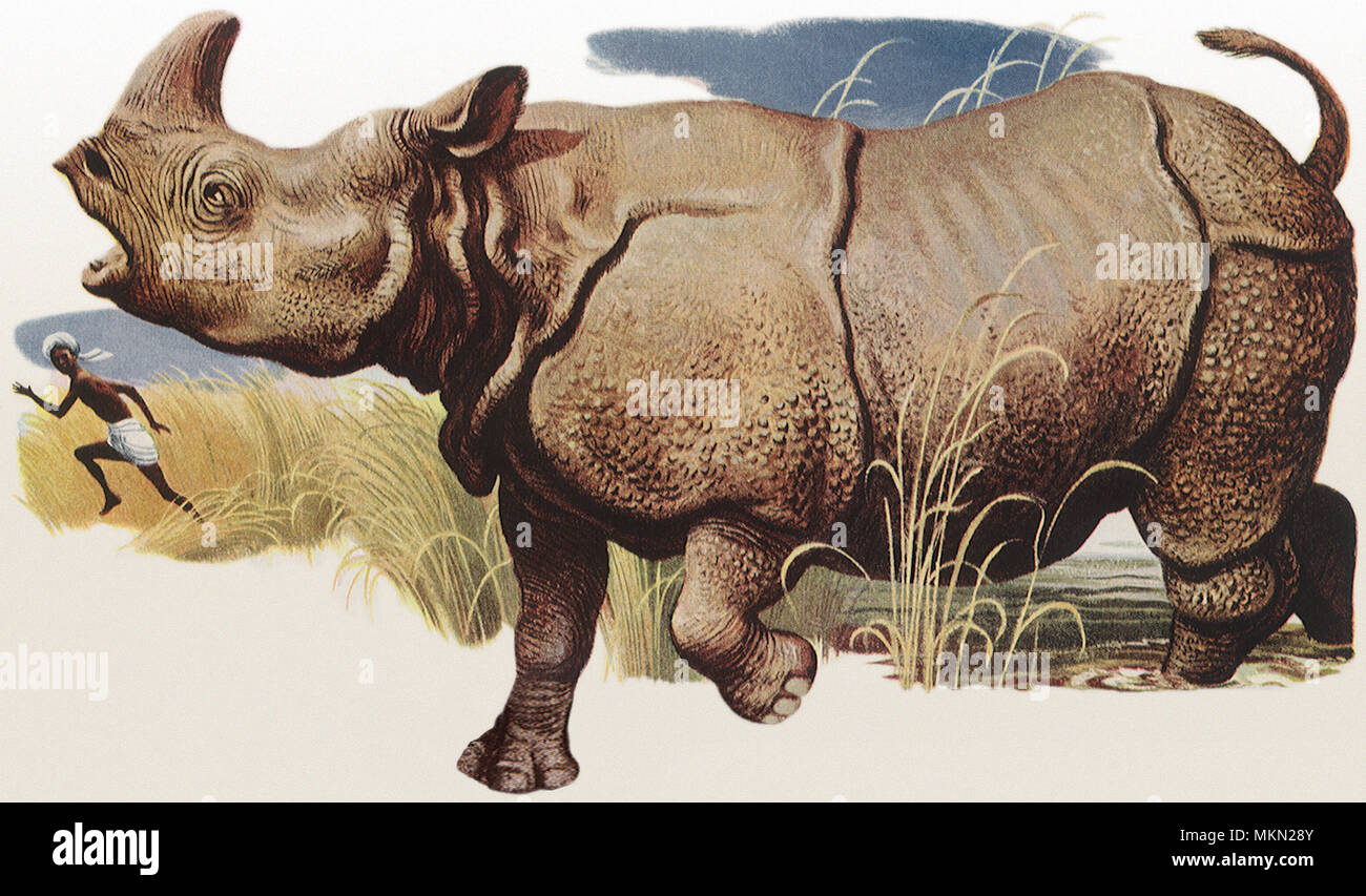 Rhino Chasing Native Stock Photo - Alamy