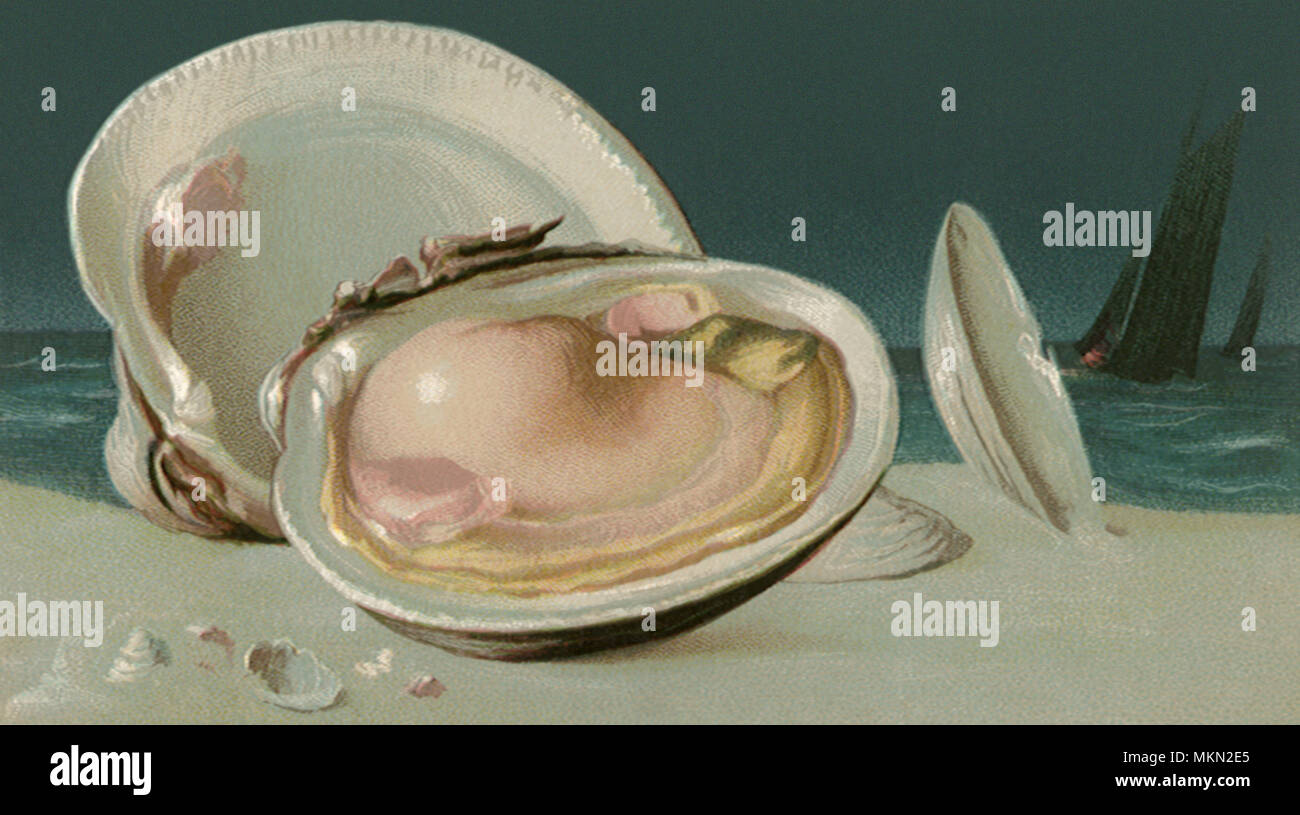 Clam shell illustration hi-res stock photography and images - Alamy