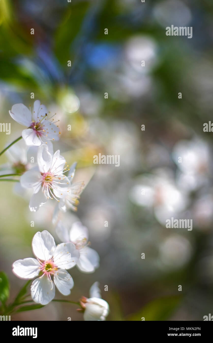 Scenic flower background. Floral summer composition of sakura Stock ...