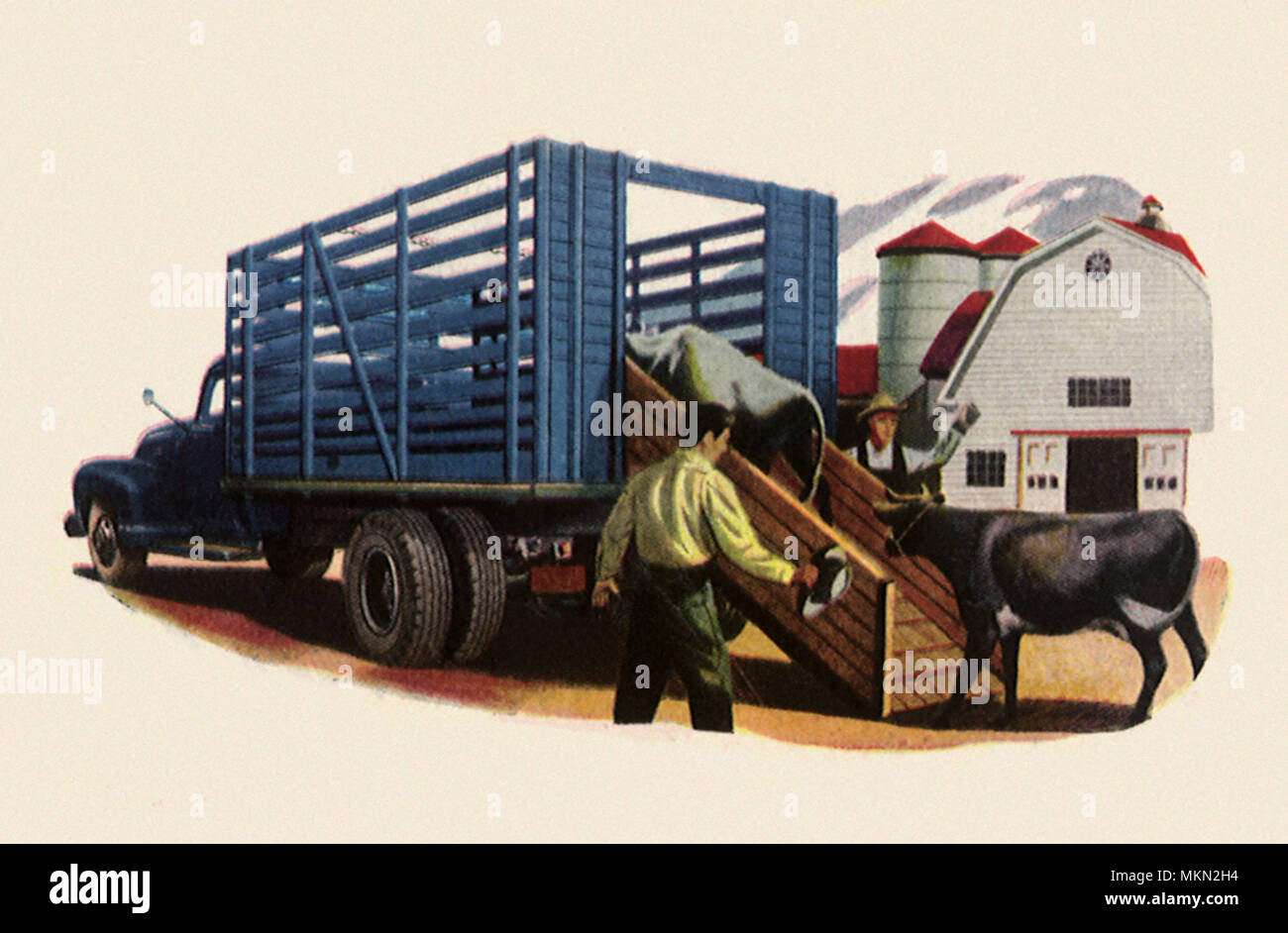 Loading Cow on Truck Stock Photo - Alamy