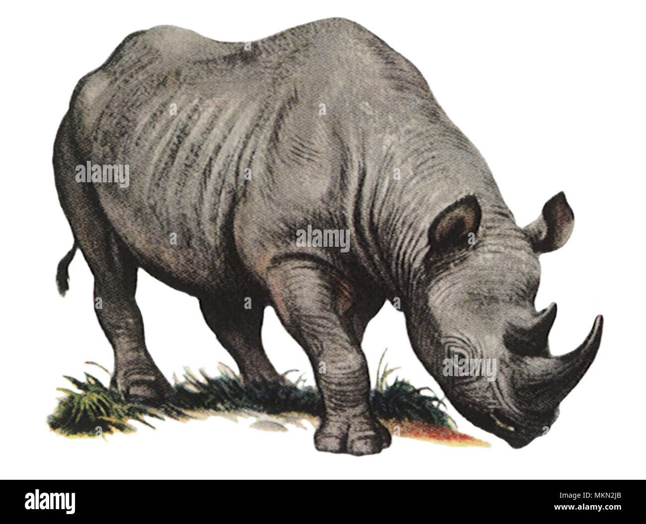African Black Rhino Stock Photo - Alamy