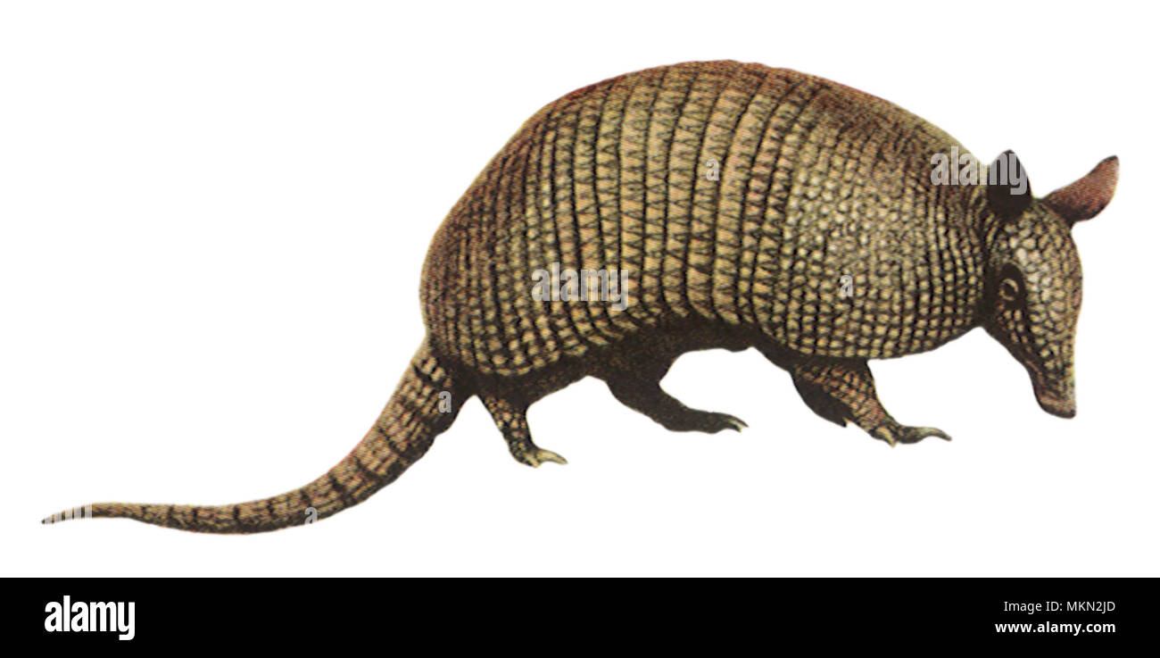 Armadillo illustration hi-res stock photography and images - Alamy