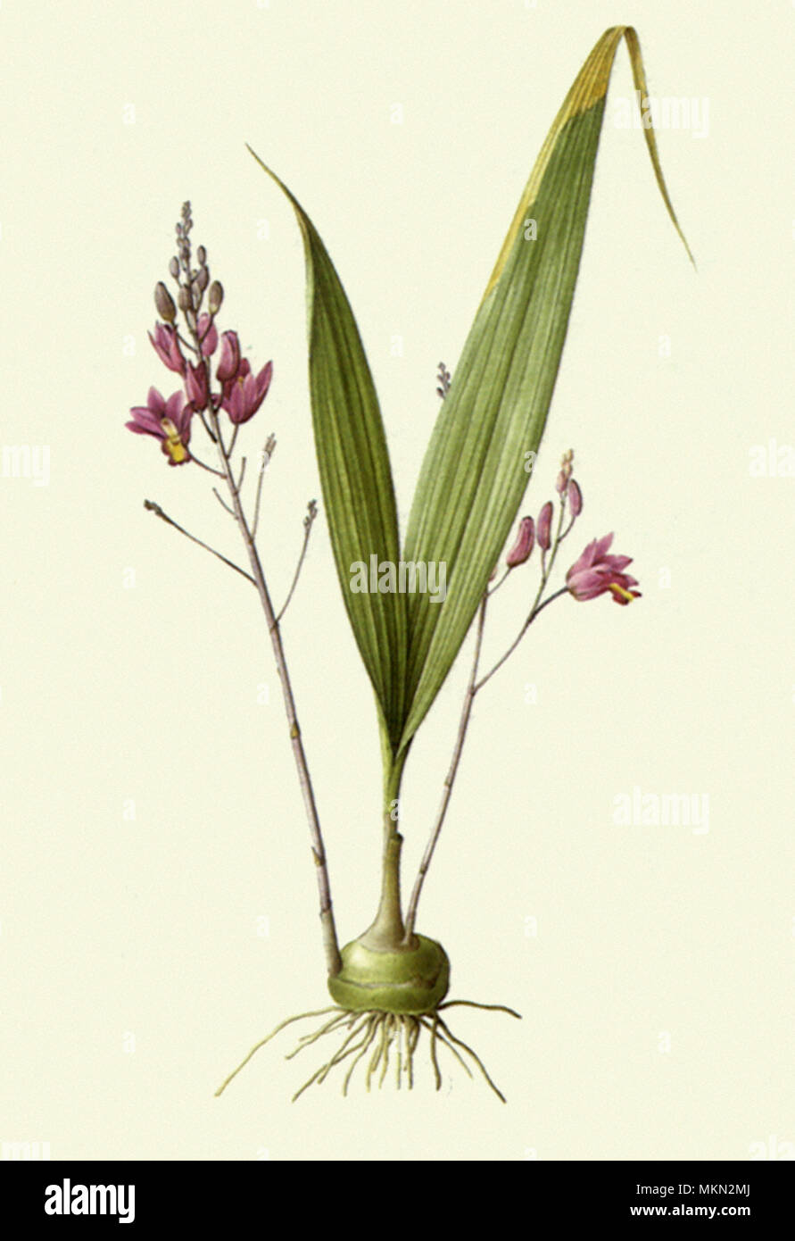 Two Flower Spikes Stock Photo - Alamy