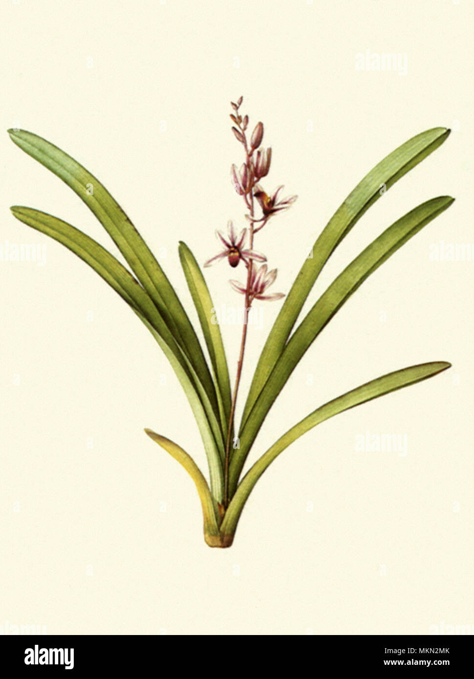 Plant with two colored leaves hi-res stock photography and images - Alamy