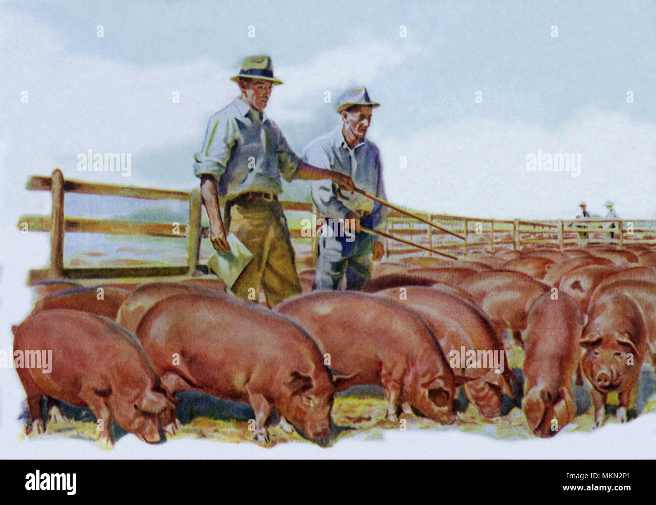 Pig Farmers at Work Stock Photo - Alamy