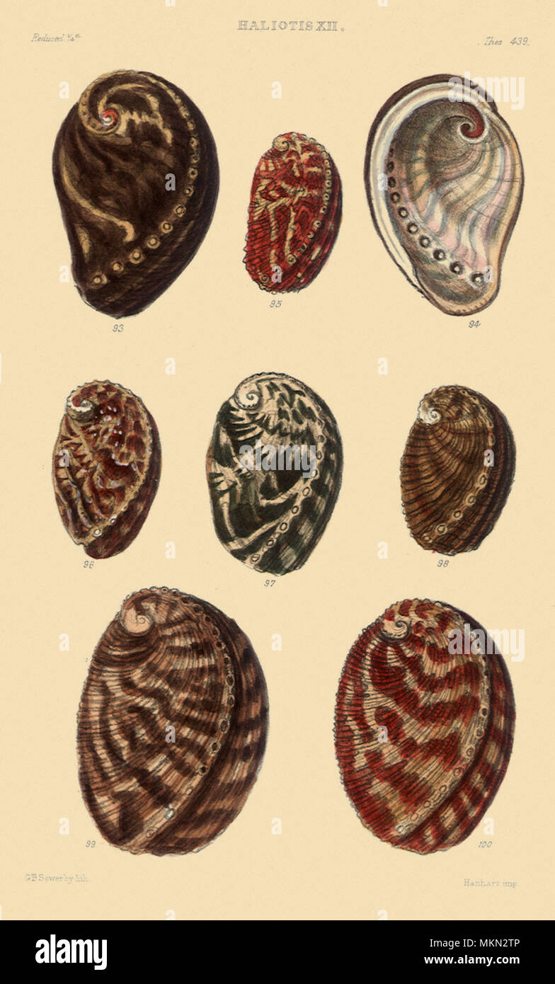 Eight animals hi-res stock photography and images - Alamy