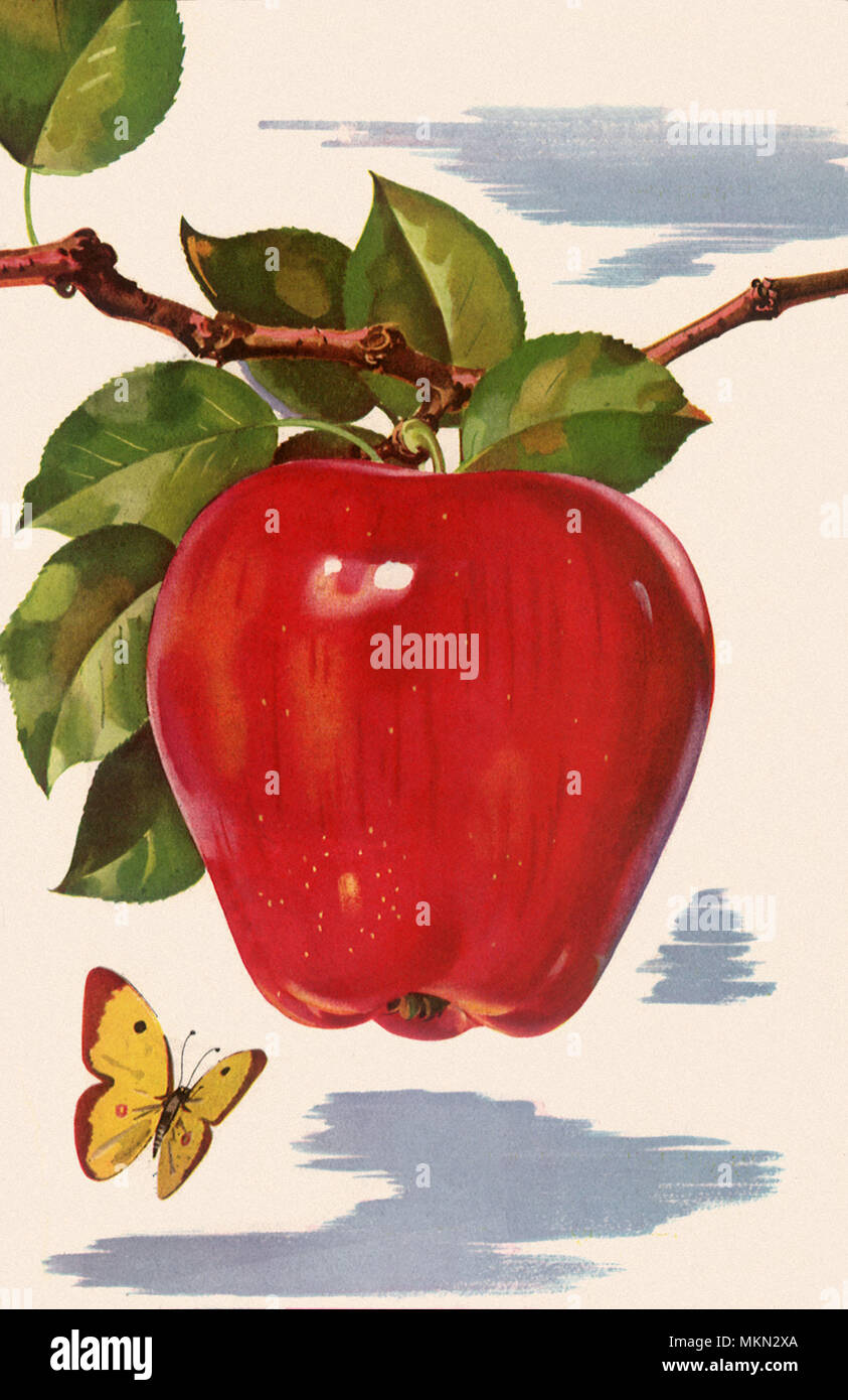 Shabby Apple Mormon