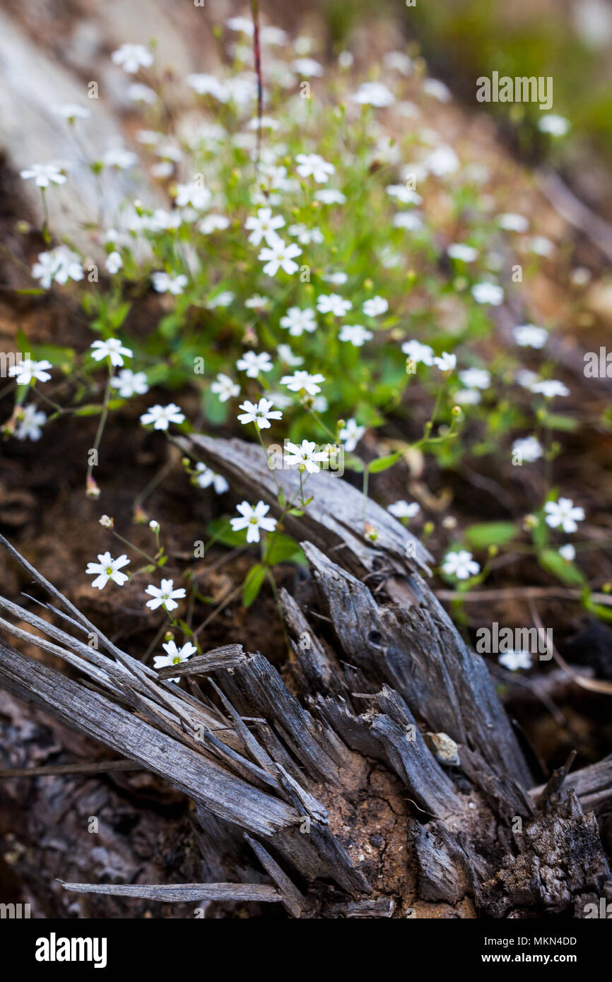 Plant stem flower roots hi-res stock photography and images - Alamy