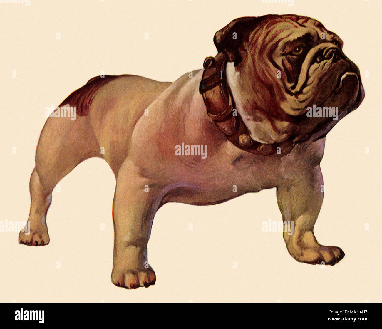 Vigilant pose hi-res stock photography and images - Alamy