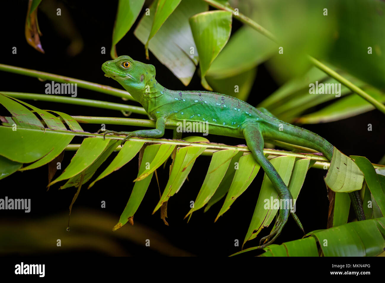 Basilisk lizard hi-res stock photography and images - Alamy