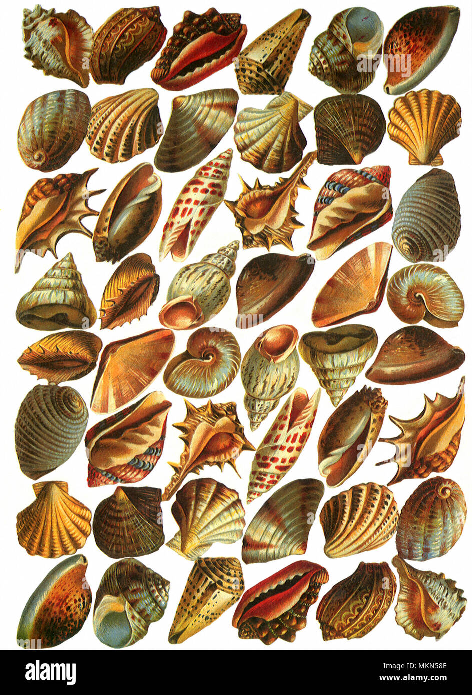 Gastropod shells hi-res stock photography and images - Alamy