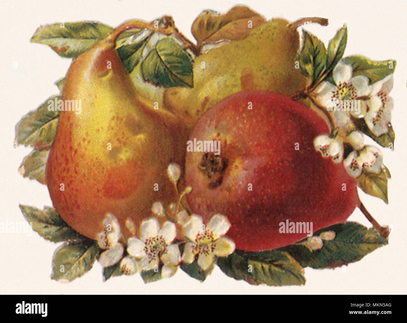 Pears form hi-res stock photography and images - Alamy