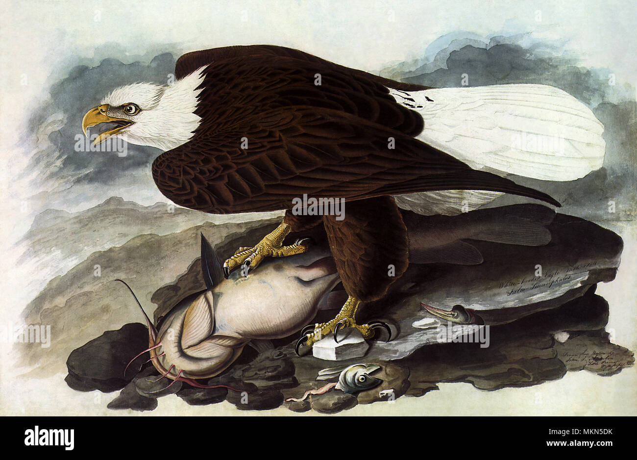 Bald eagle catfish hi-res stock photography and images - Alamy
