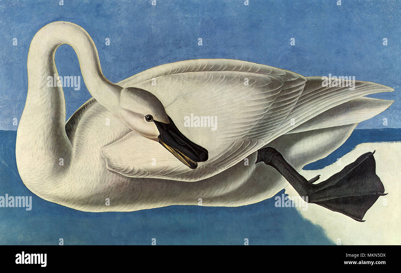 James swan hi-res stock photography and images - Alamy