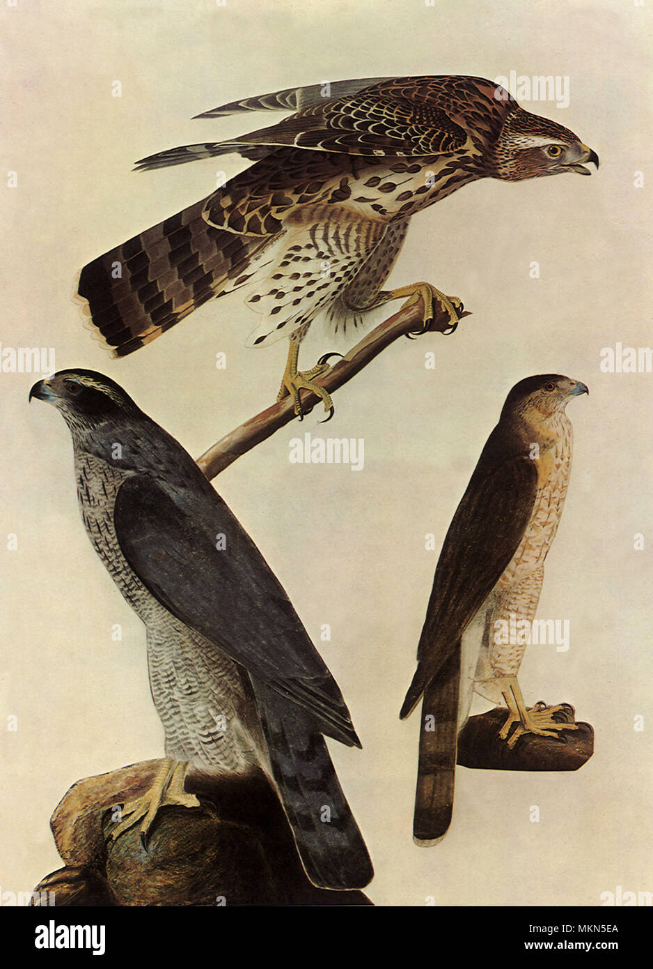 Adult coopers hawk hi-res stock photography and images - Alamy