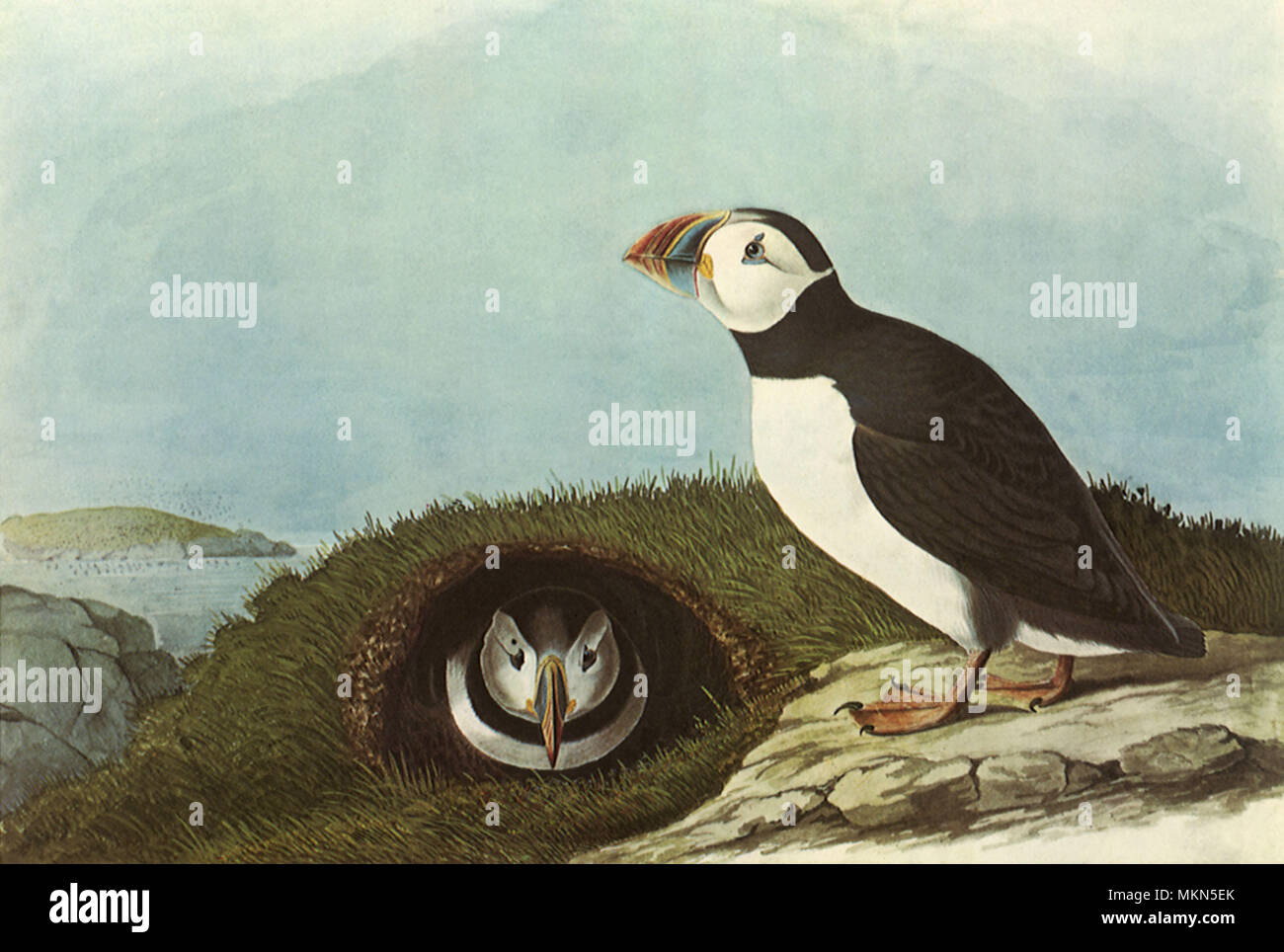 Puffins illustration hi-res stock photography and images - Alamy