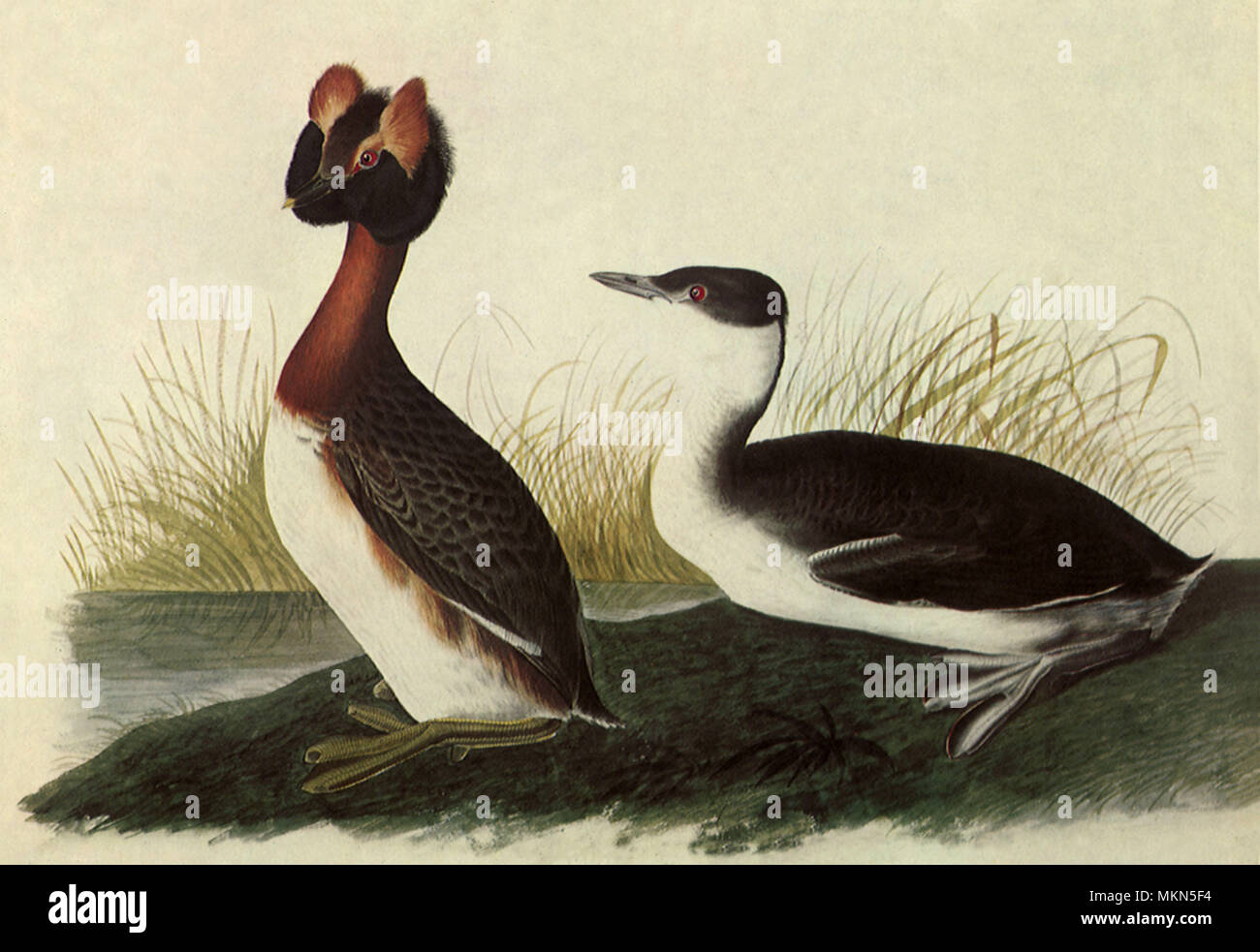 Illustration grebe hi-res stock photography and images - Alamy