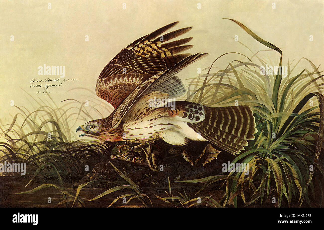 Hawk swooping hi-res stock photography and images - Alamy