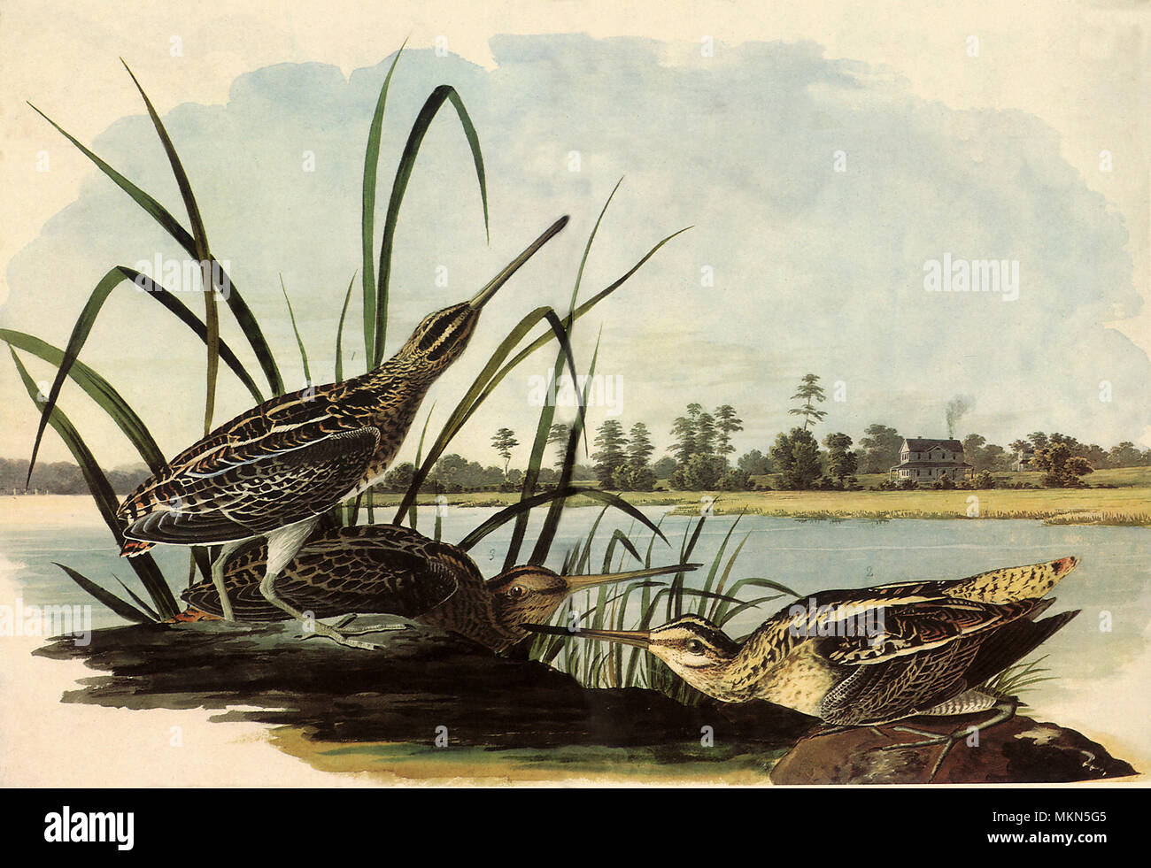Common snipe illustration hi-res stock photography and images - Alamy
