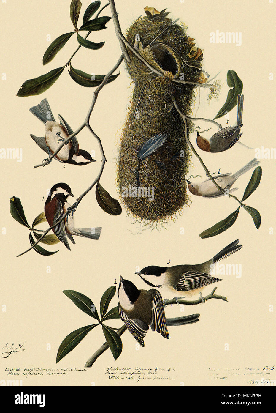 Parus atricapillus parus rufescens hi-res stock photography and images ...