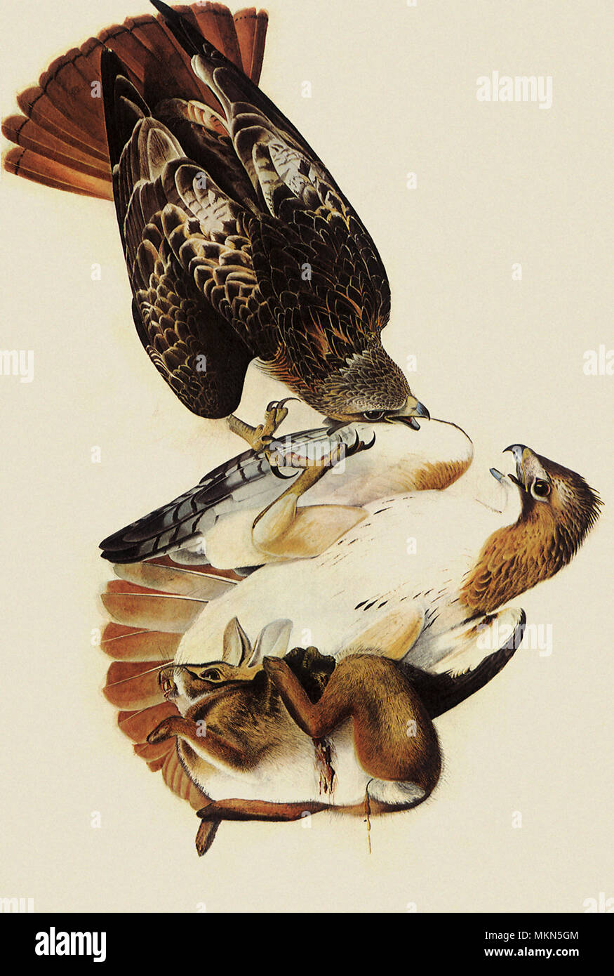 Red tailed hawk art hi-res stock photography and images - Alamy