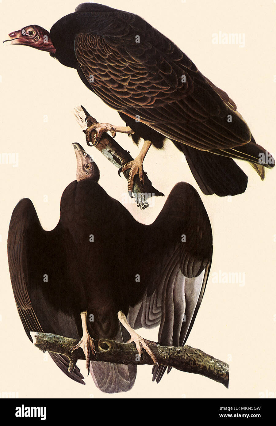 Vultures art hi-res stock photography and images - Alamy