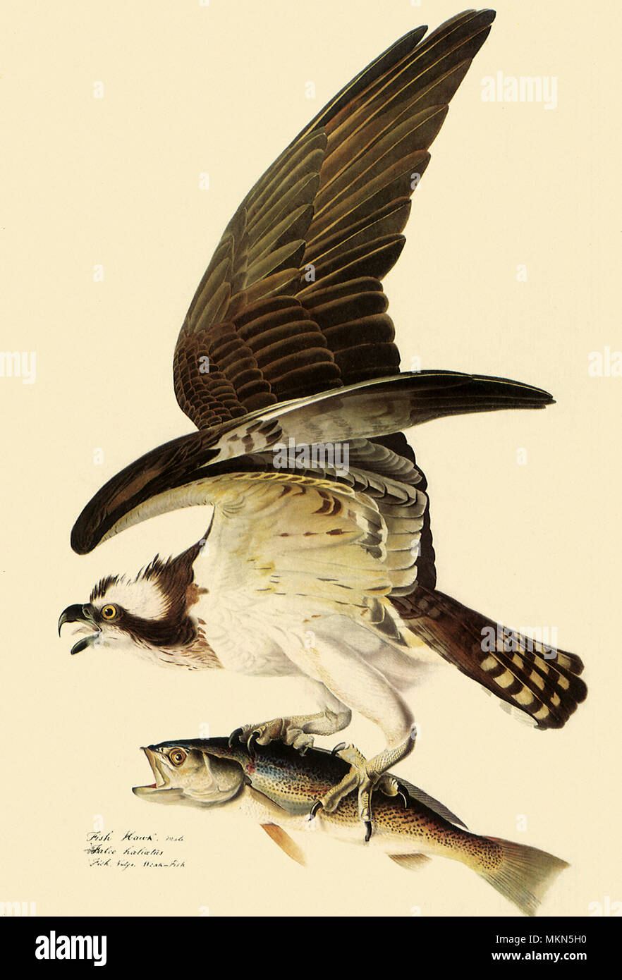 Osprey in Flight Stock Photo - Alamy