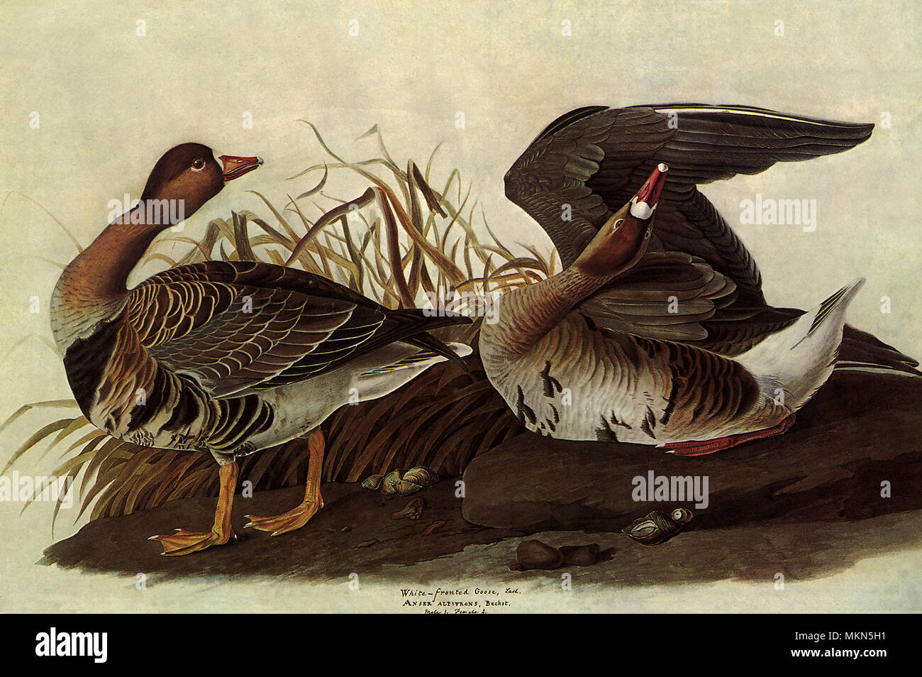 John goose hi-res stock photography and images - Alamy