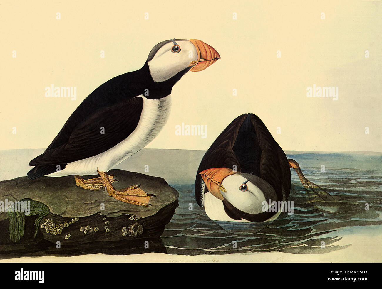 Puffin classic hi-res stock photography and images - Alamy