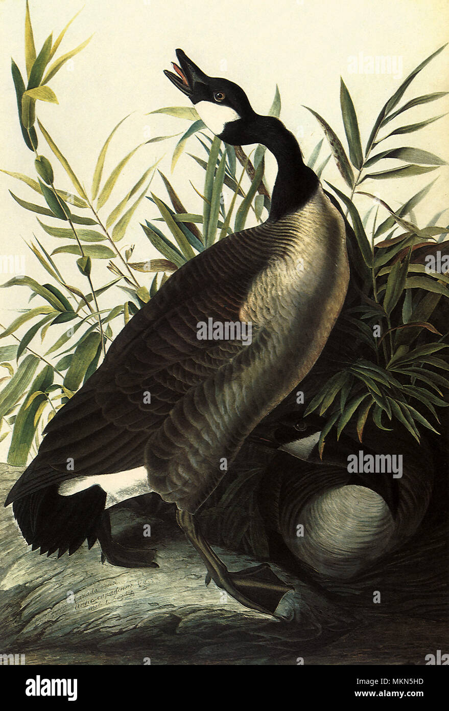 Bank geese hi-res stock photography and images - Alamy