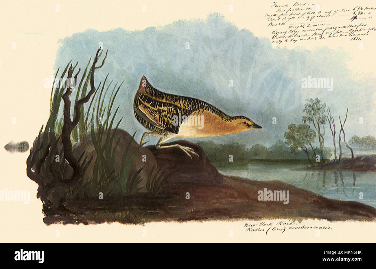 Rail birds hi-res stock photography and images - Alamy