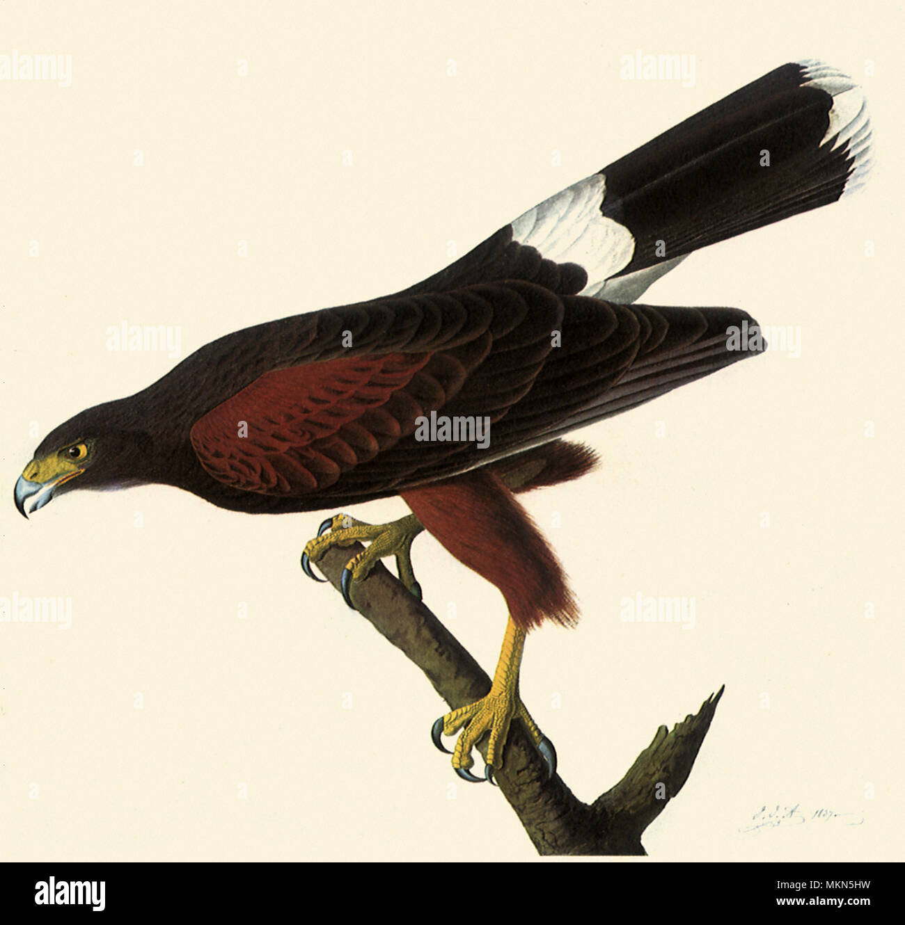 Hawk art hi-res stock photography and images - Alamy