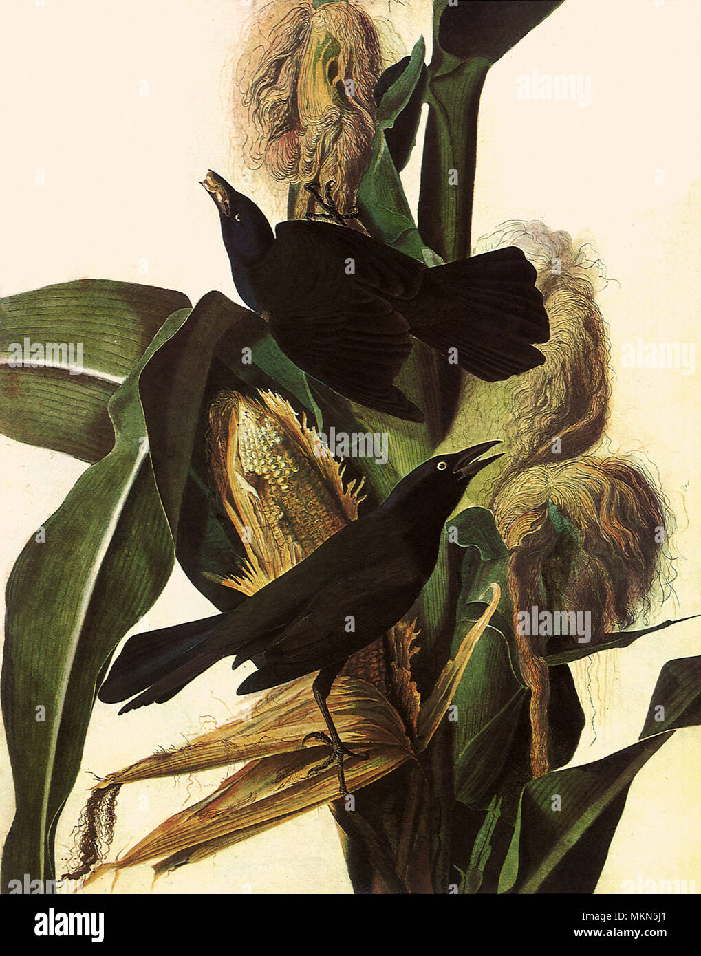 Common grackle illustration birds aves common hi-res stock photography ...