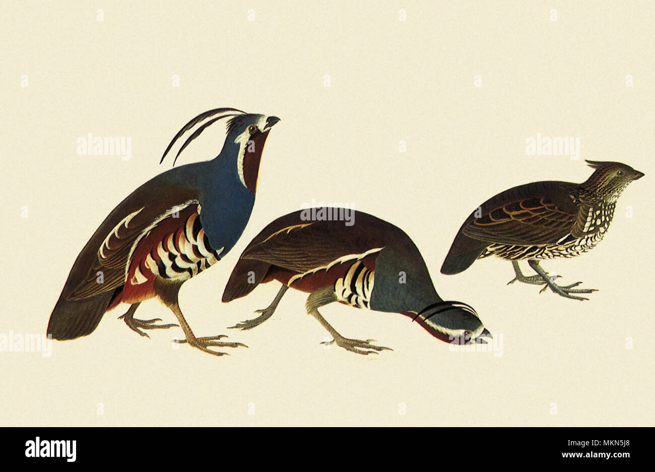 Quail male and female hi-res stock photography and images - Alamy